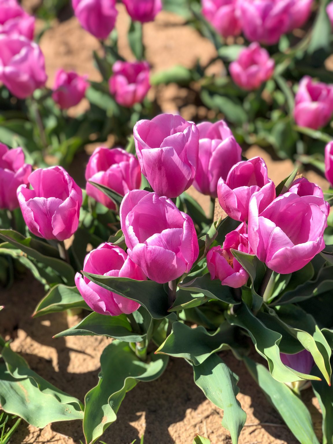 Best Time to Visit Texas Tulips (Tips From a Local) - The Urben Life
